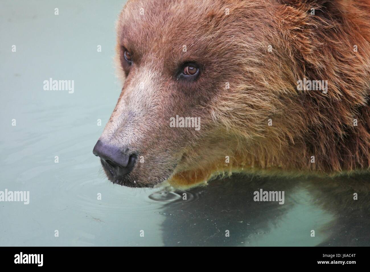 detail mammal bear portrait skin piece section segment part area head ...