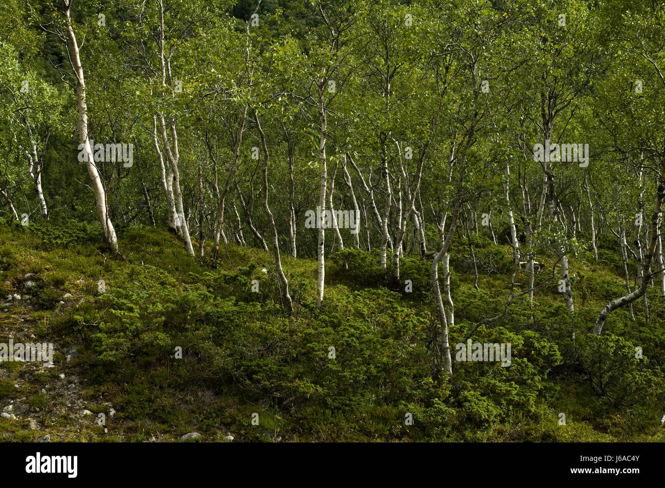 tree trees national park birches norway birch grove forest green tribes ...