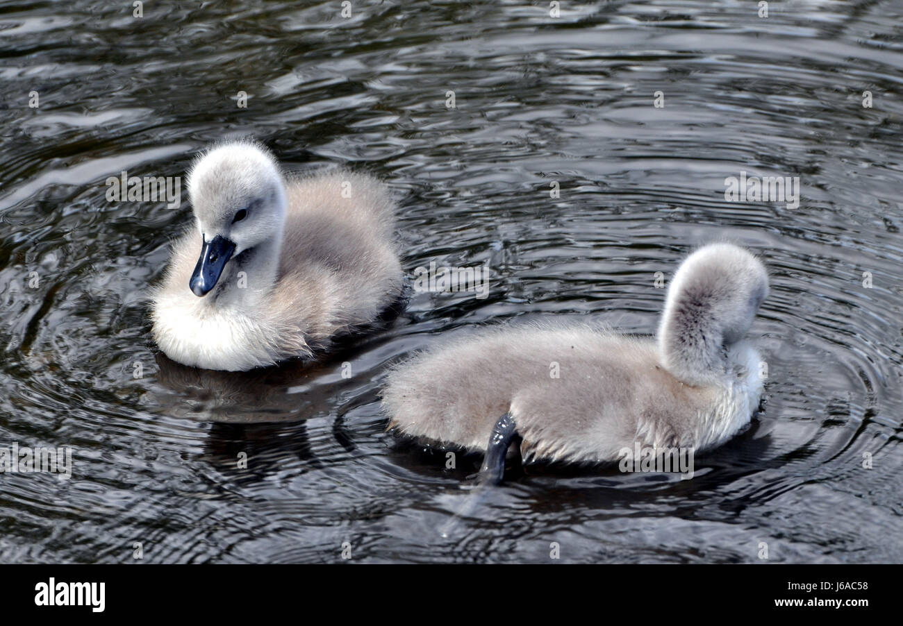 swan cub baby chick young younger danger swan cub baby protect ...