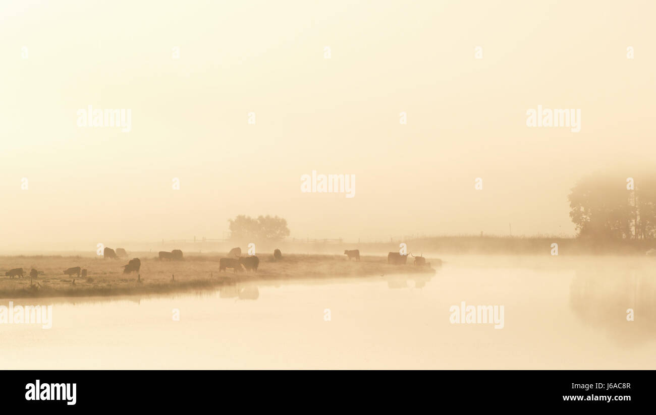 bull cow cows cattle graze ruminant fog herd fresh water lake inland ...