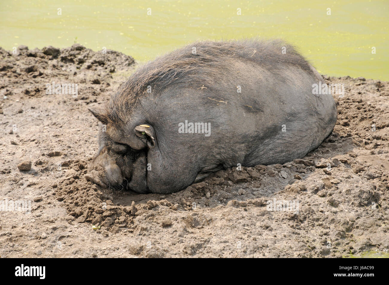 pet pigs pig dirt mud wollschwein schwalbenbauch-mangalitza mangalitza ...
