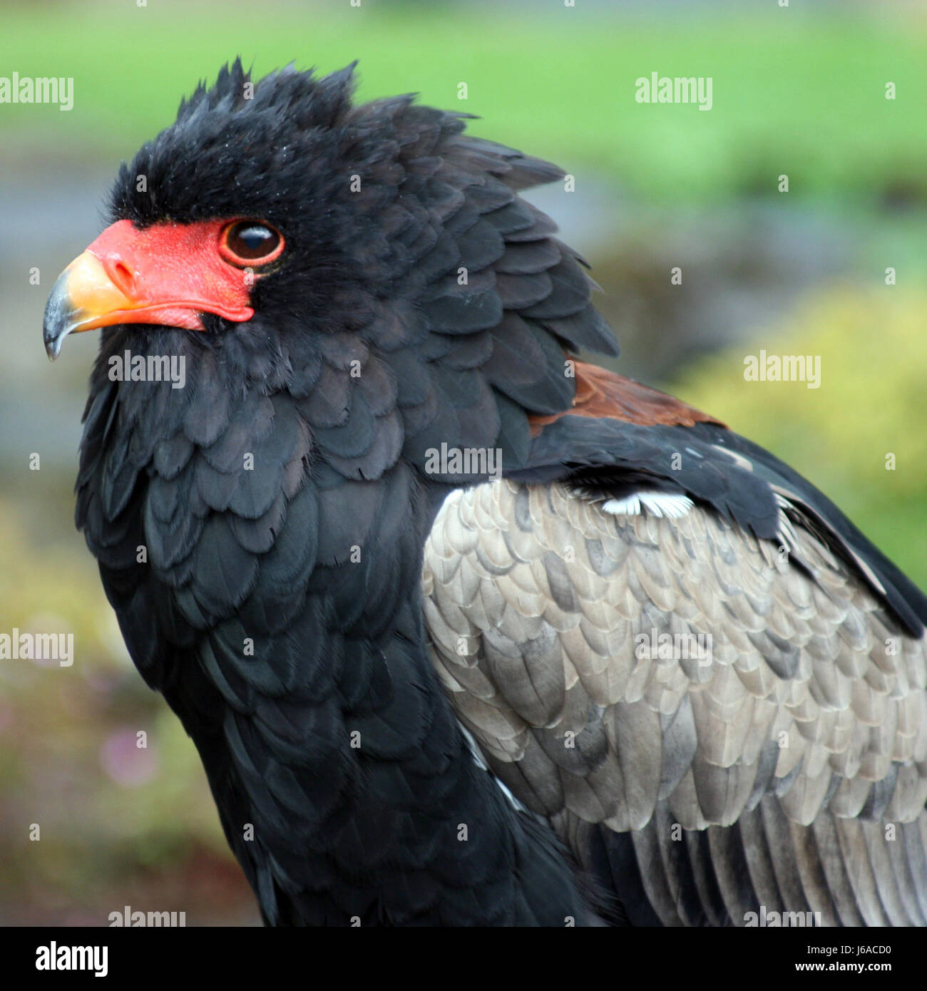 bird africa birds raptor birds of prey eagle vertebrate juggler animals ...