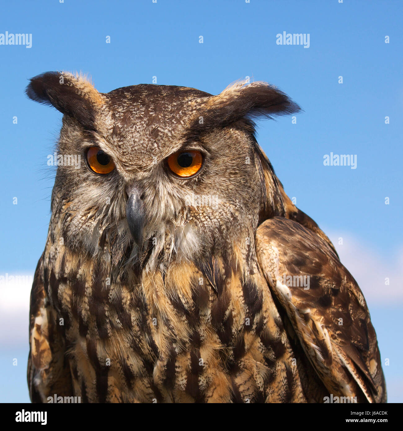 bird portrait watchful birds feathers eye pupil organ owl eagle-owl ...