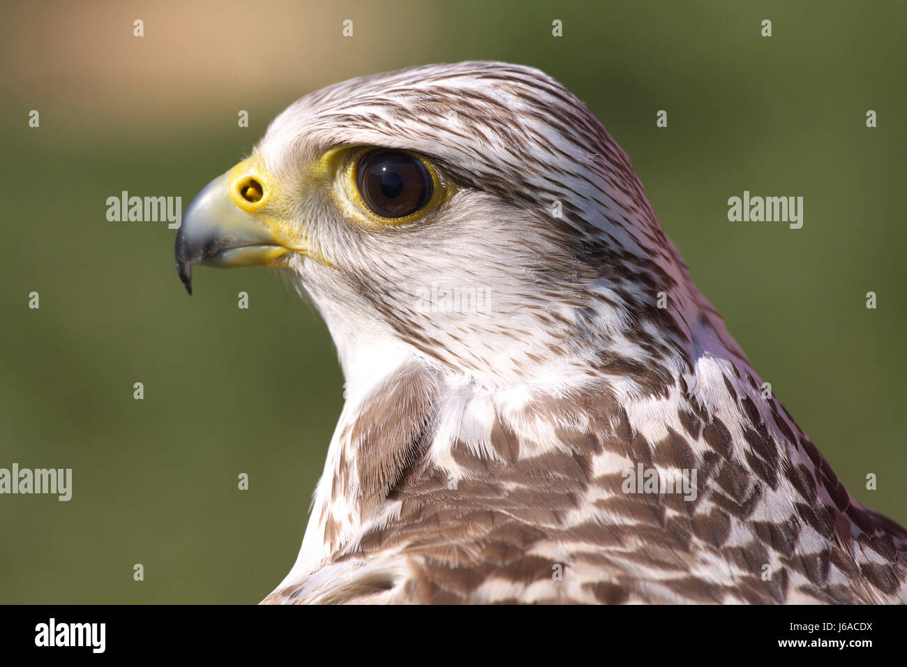 animal bird portrait birds eyes falcon raptor beak beaks head animal ...