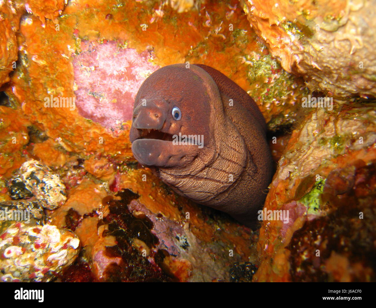 fish underwater dive azores salt water sea ocean water salt brown ...