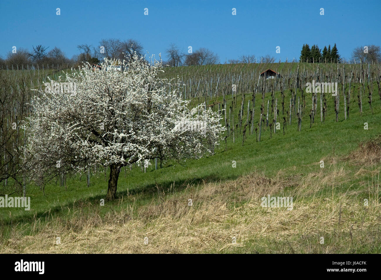 Obmstbaum hi-res stock photography and images - Alamy