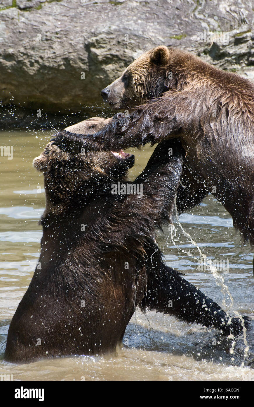 fight fighting bear struggling fight fighting bear national park ...