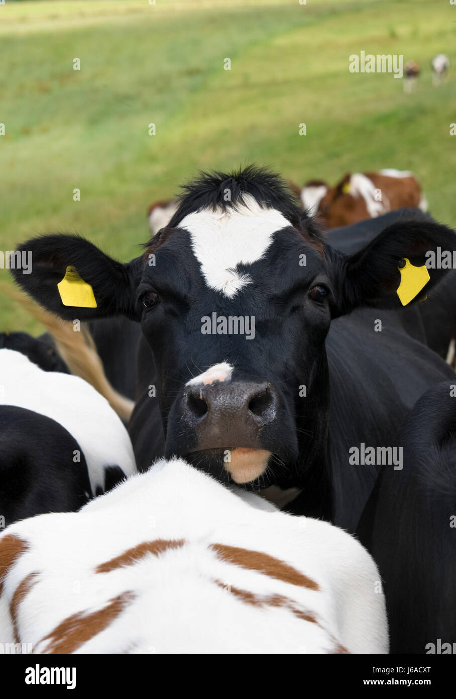 Up close cow head contrast hi-res stock photography and images - Alamy