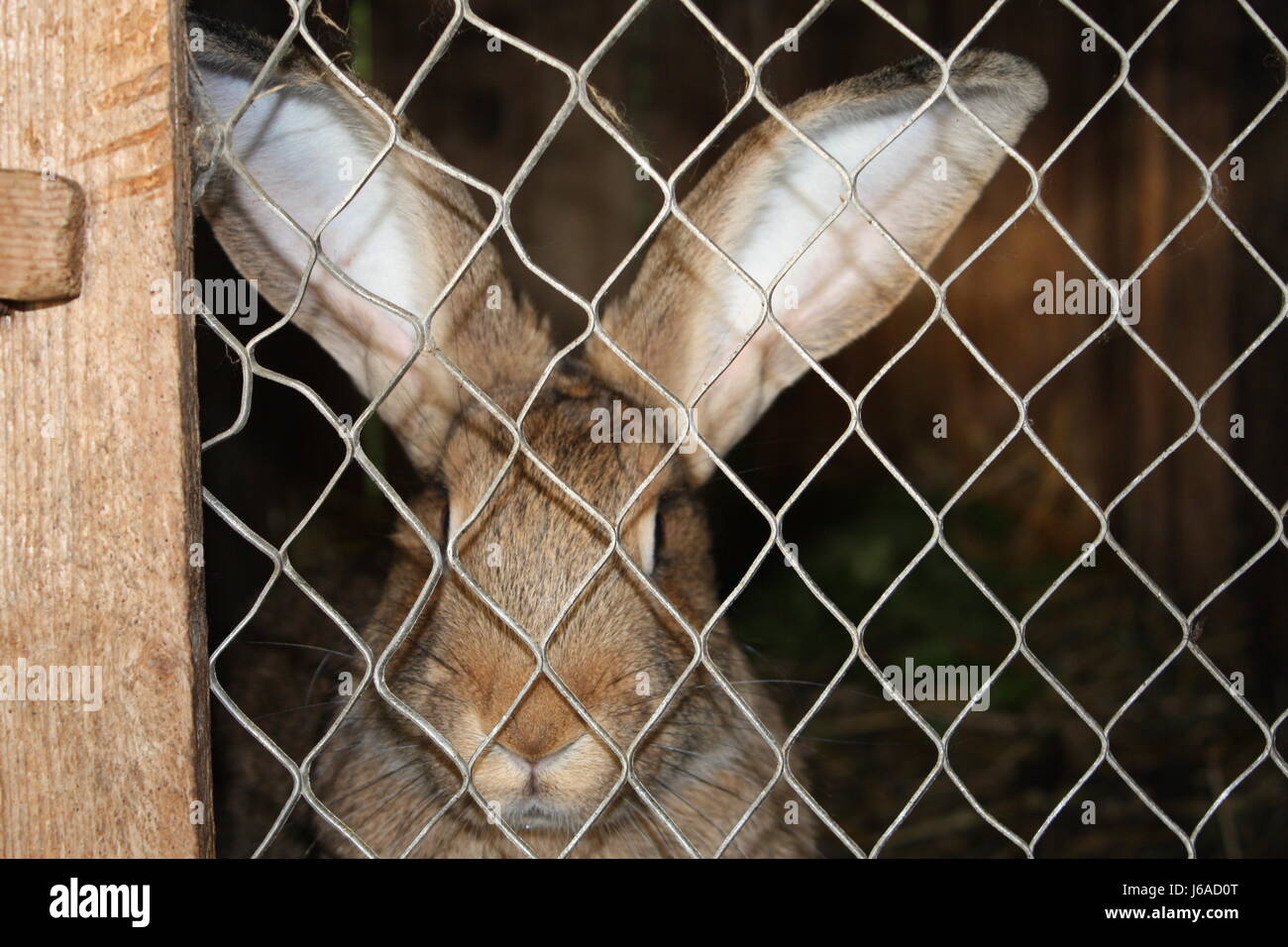 Captured rabbit hi-res stock photography and images - Alamy