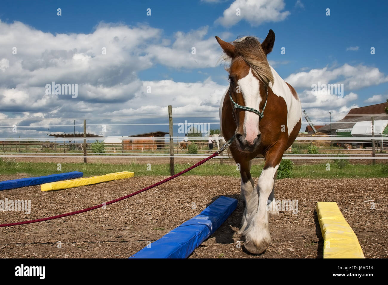 horse animal horse animal eyes skin riding mane rods hoofs tail tinker ...