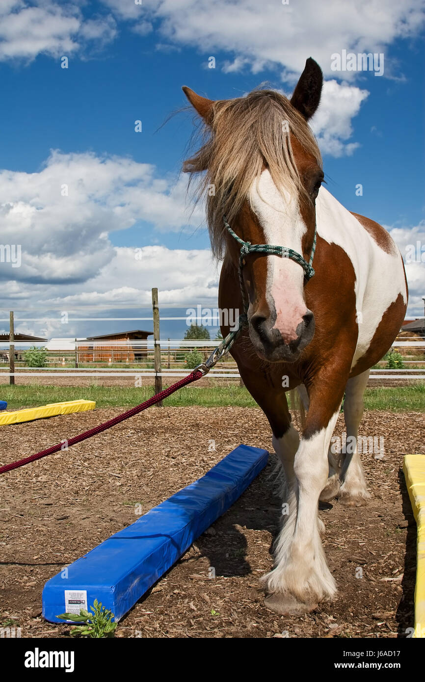 horse animal horse animal eyes skin riding mane rods hoofs tail tinker ...