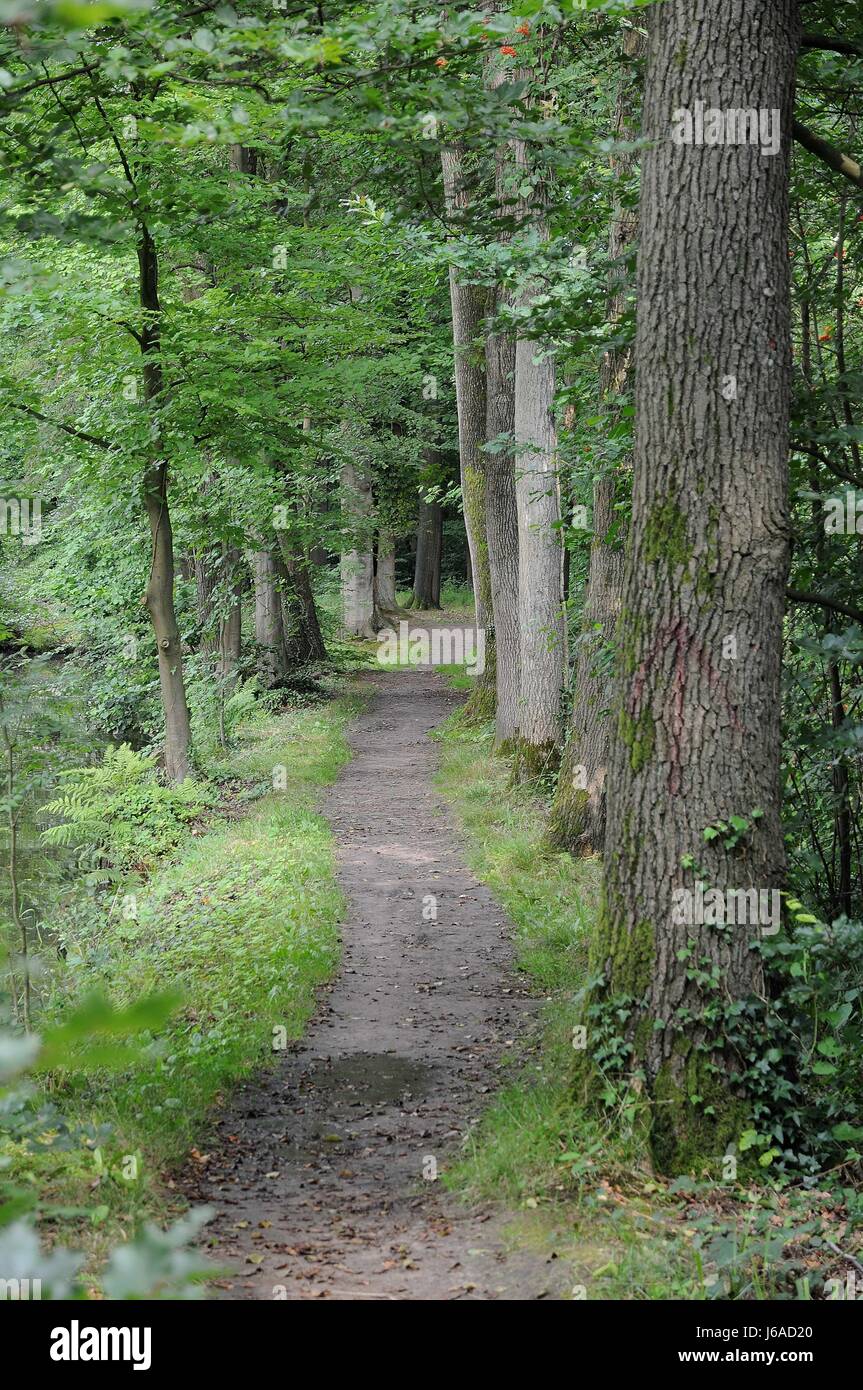 tree trees path way forest tree trees green cycle track path way forest ...