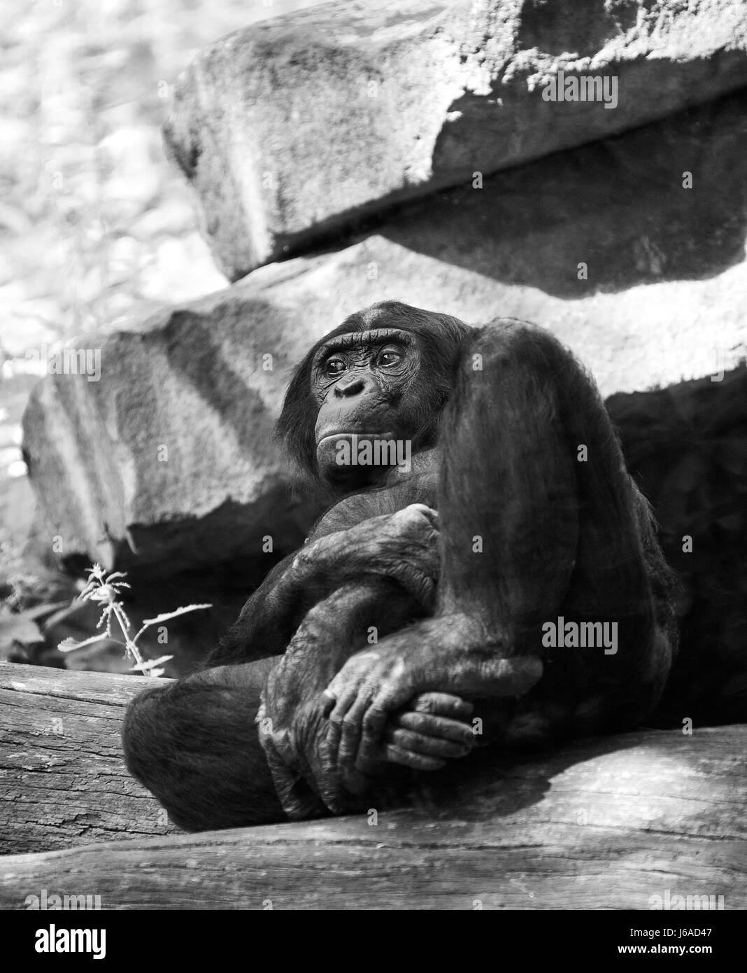 monkey chimpanzee humans human beings people folk persons human human ...