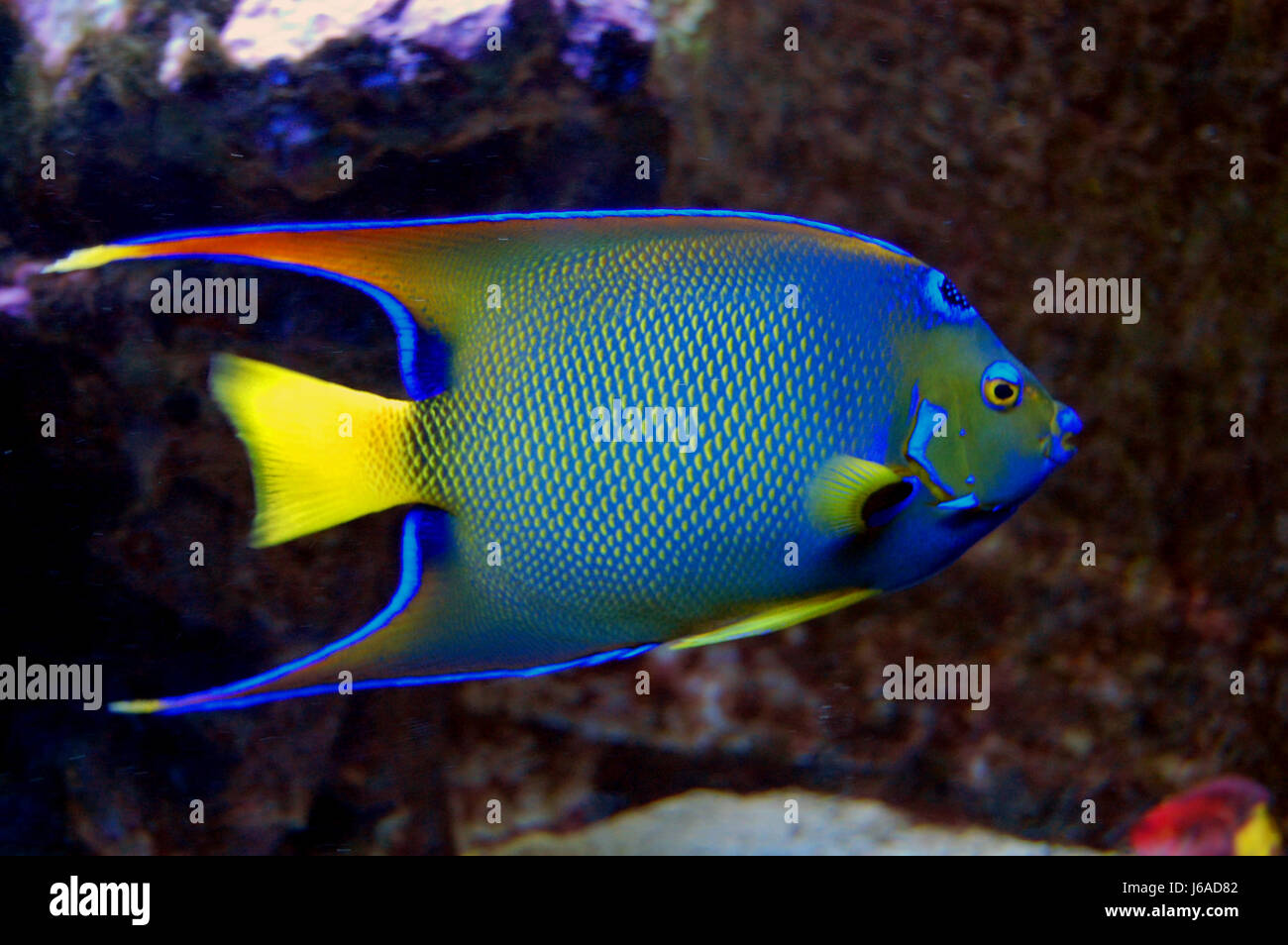 waters fish fins sea water water nature waters fish fins sea water ...