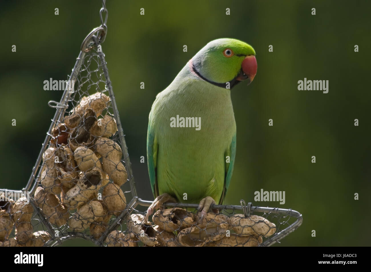 animal bird animals birds parrots parakeet parrot house building social ...