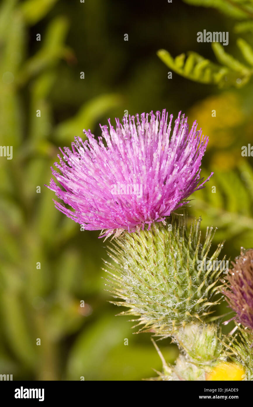 flower plant bloom blossom flourish flourishing thorns thistle sting ...