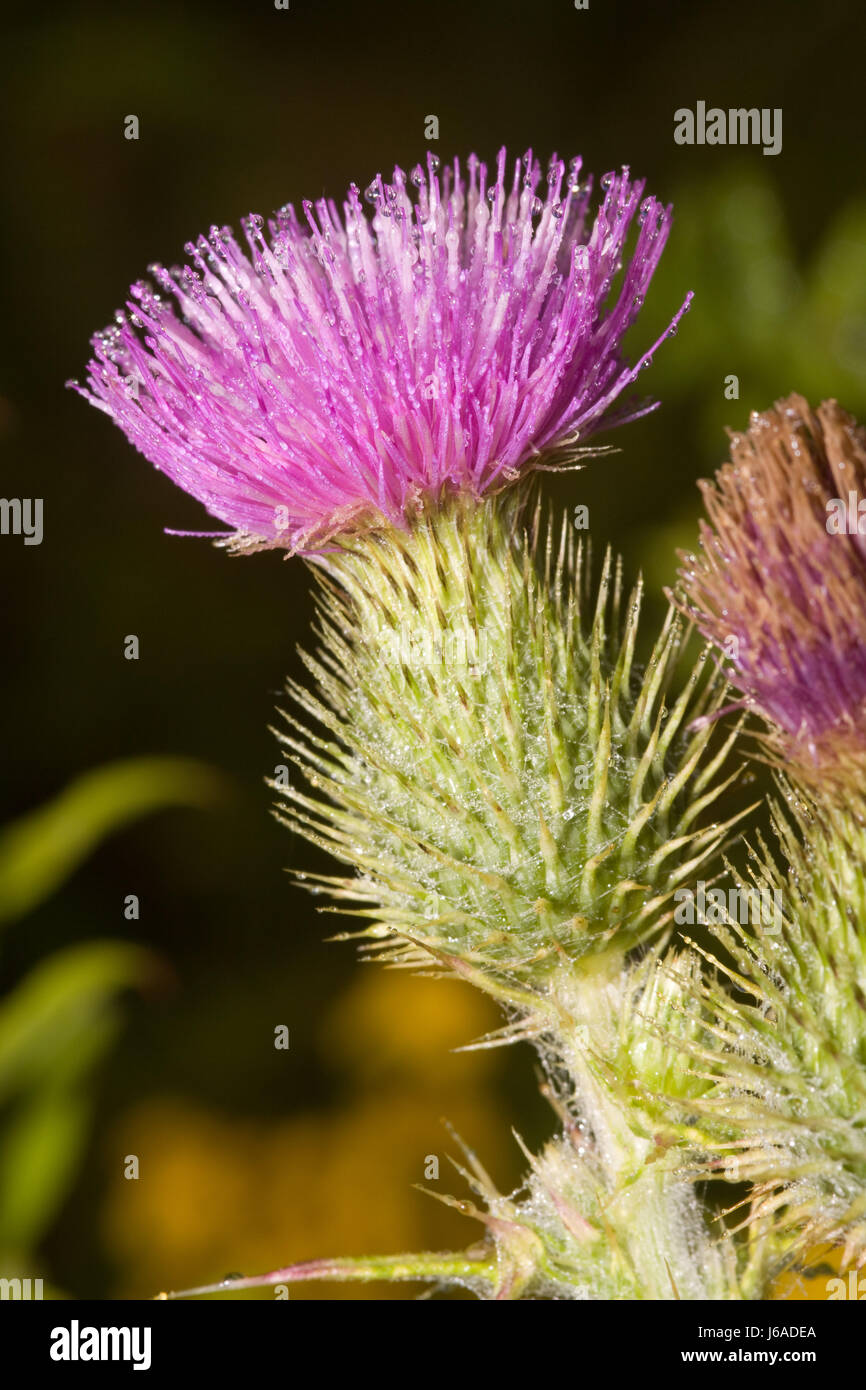 flower plant bloom blossom flourish flourishing thorns thistle sting ...