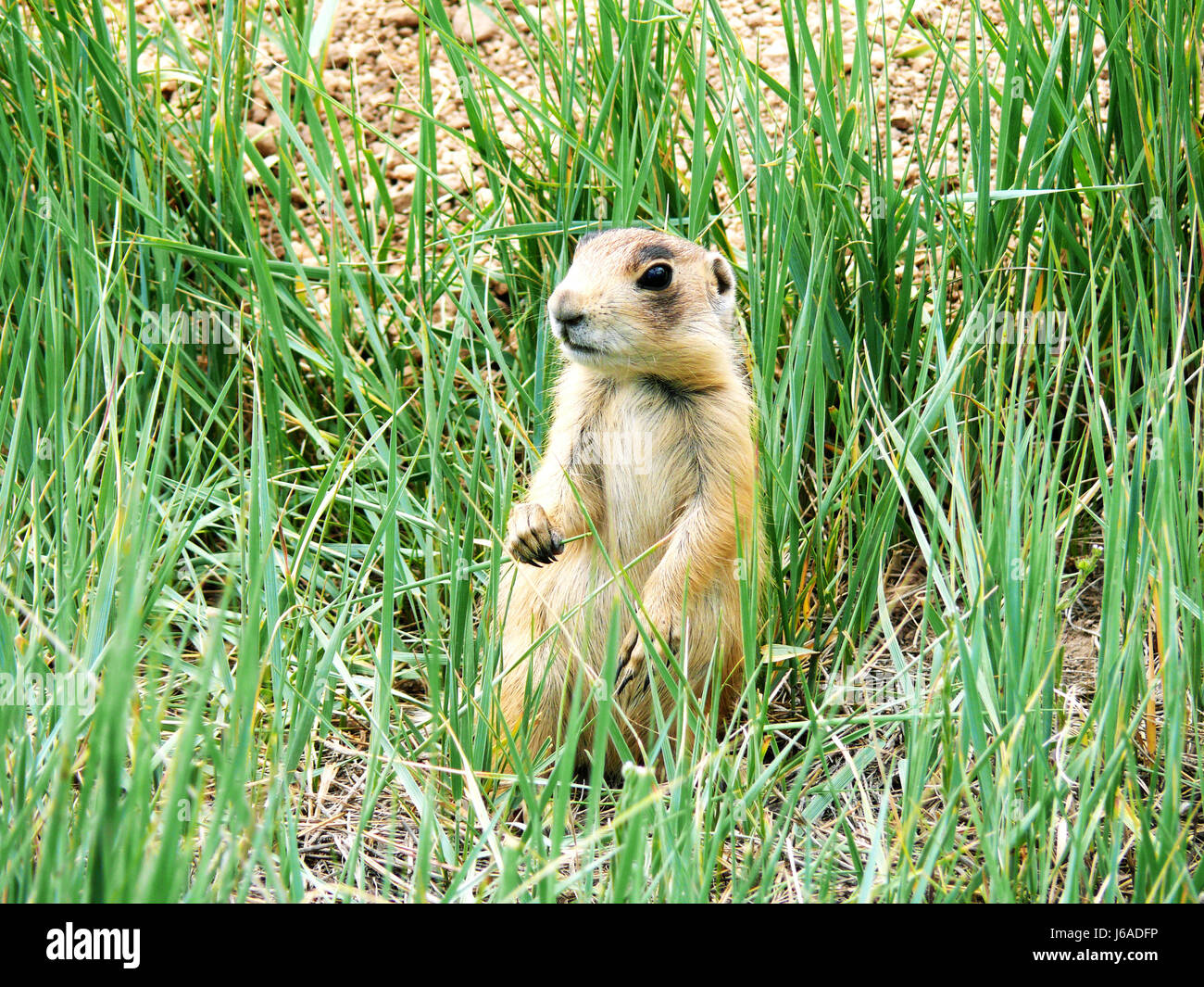 utah prairie dog Stock Photo - Alamy