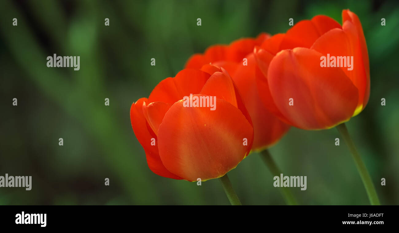 green bloom blossom flourish flourishing stalk poppy three red plant ...
