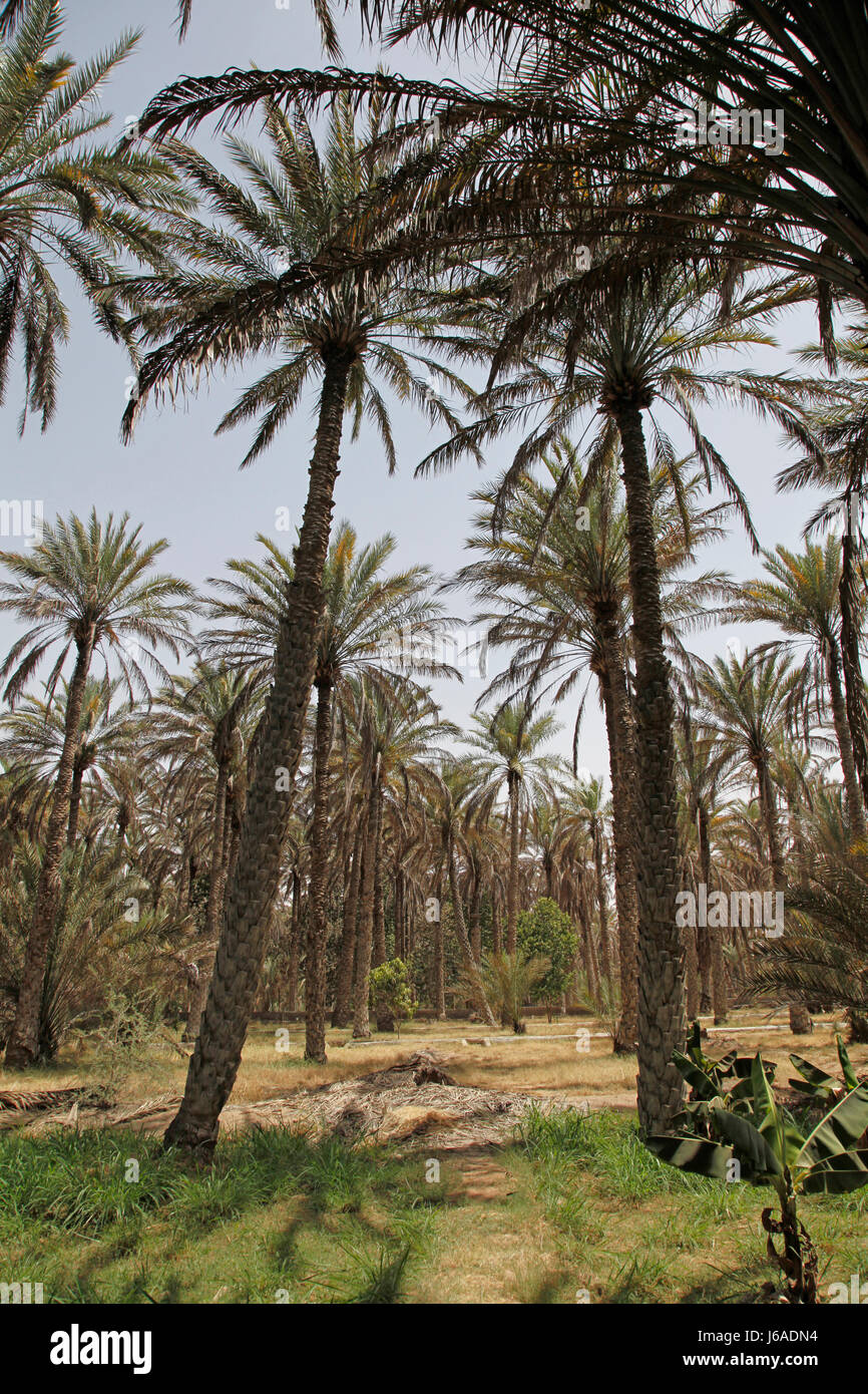plant palms oman palmtrees green unclouded cloudless nature palmenhain ...