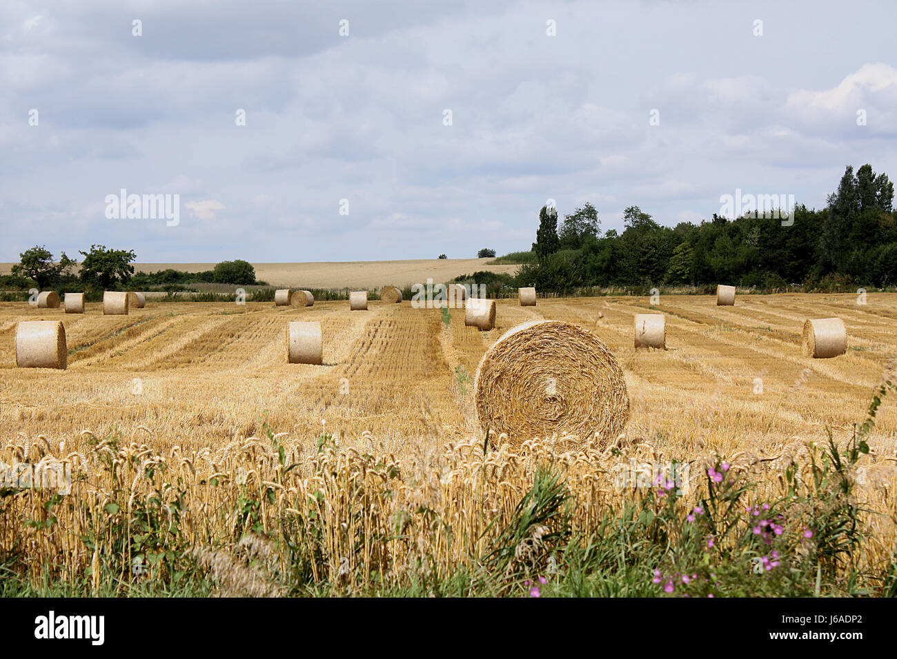 straw ball fuel straw litter building material feeding stuff tree field ...