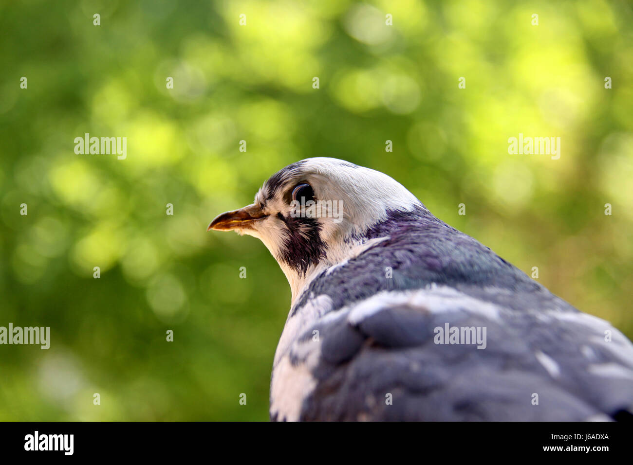 bird birds perspective prospect feathering pigeon bird portrait eye ...