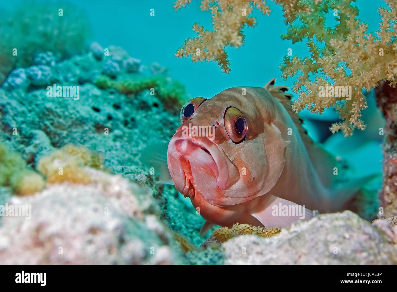 blue animal fish underwater exotic wet tropical navy marine diving ...