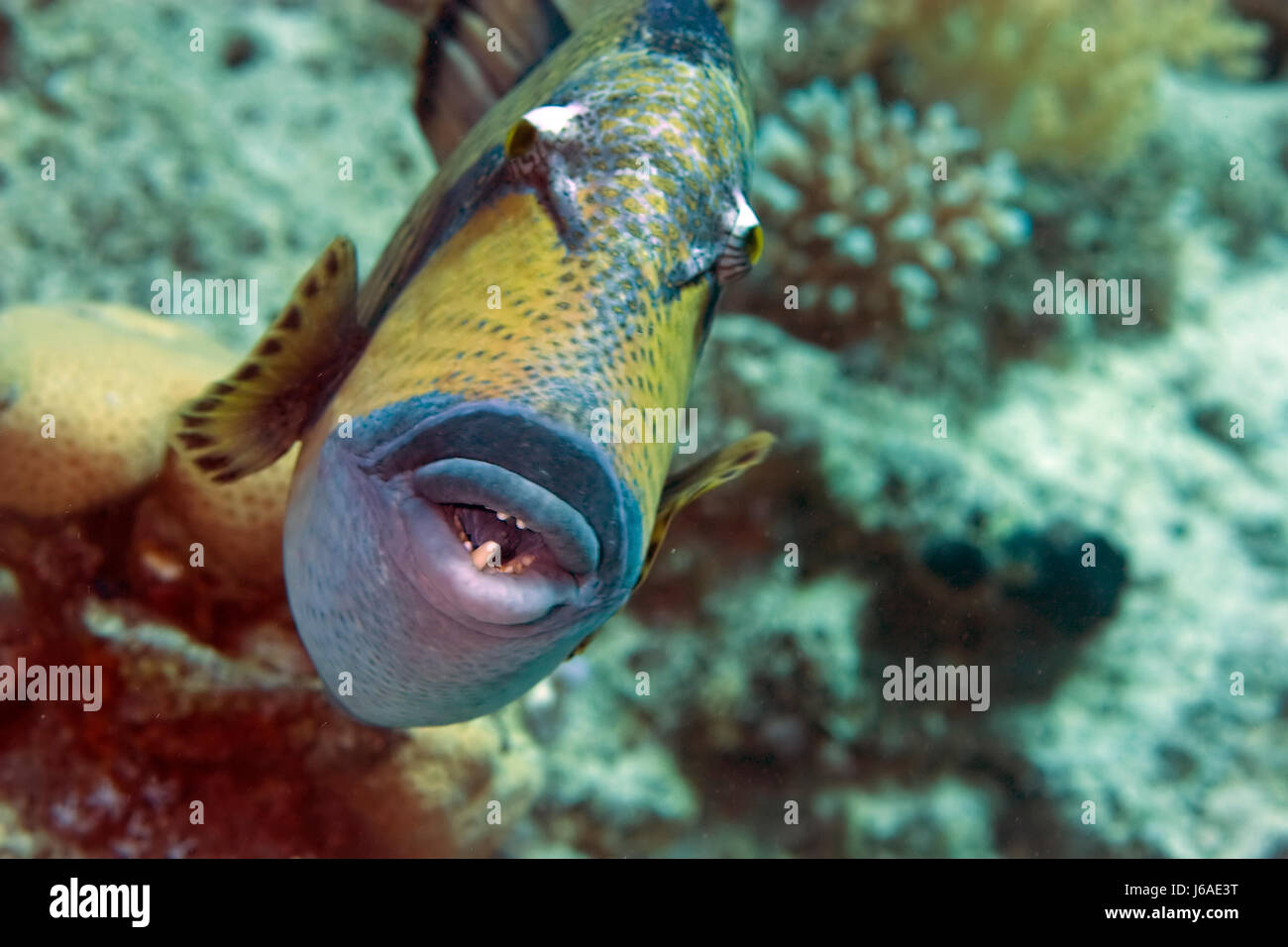 blue animal fish underwater exotic wet tropical navy marine diving ...