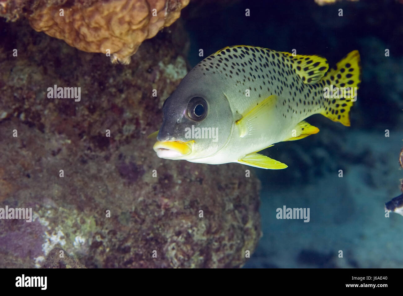 blue animal fish underwater exotic wet tropical navy marine diving ...