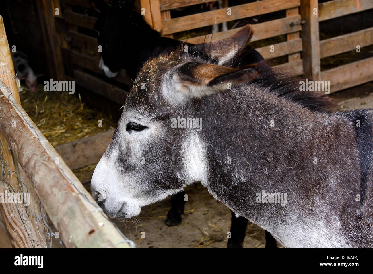 agriculture farming eye organ farm donkey mule ranch homey domestic ...