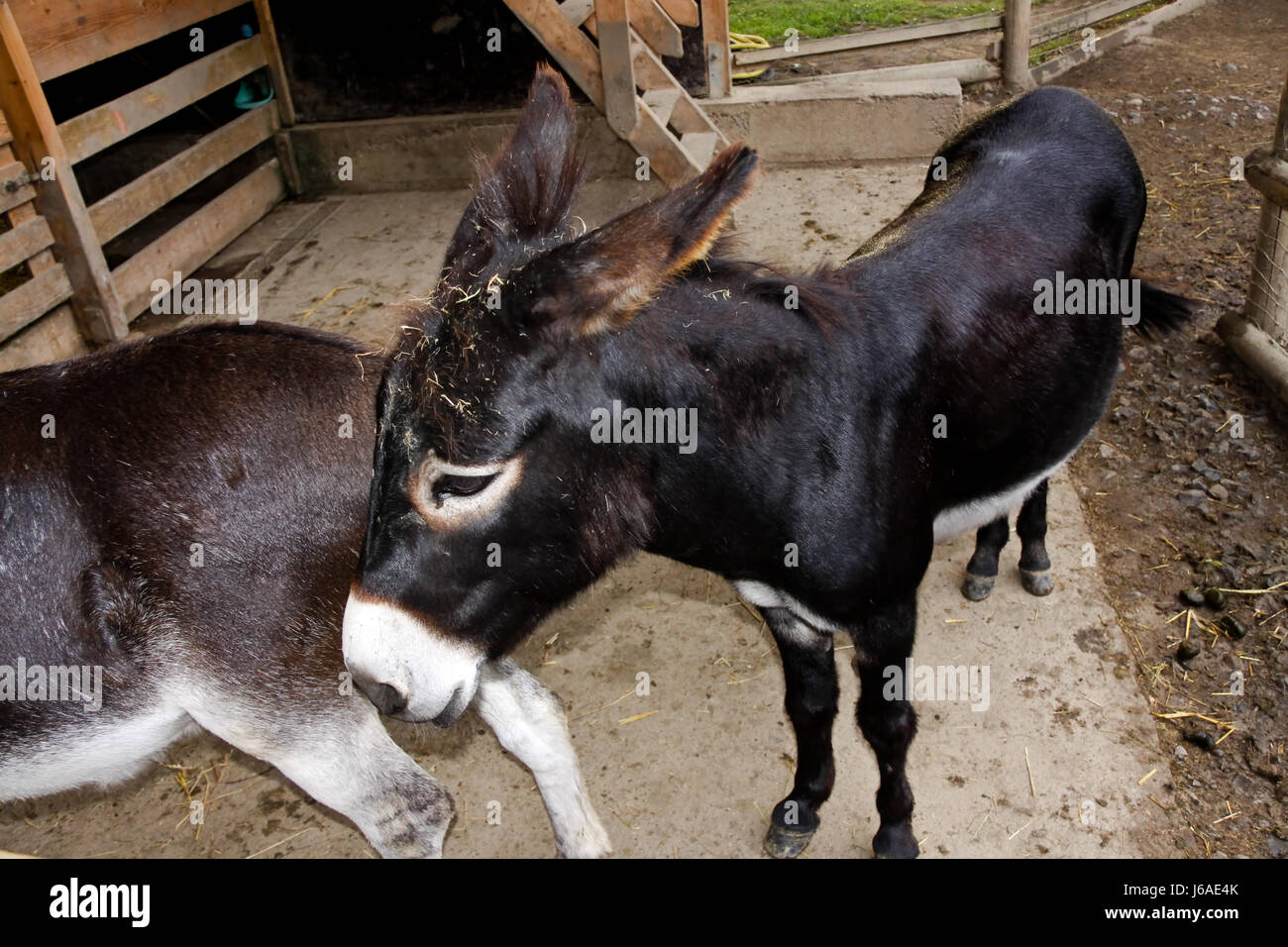 agriculture farming eye organ farm donkey mule ranch homey domestic ...