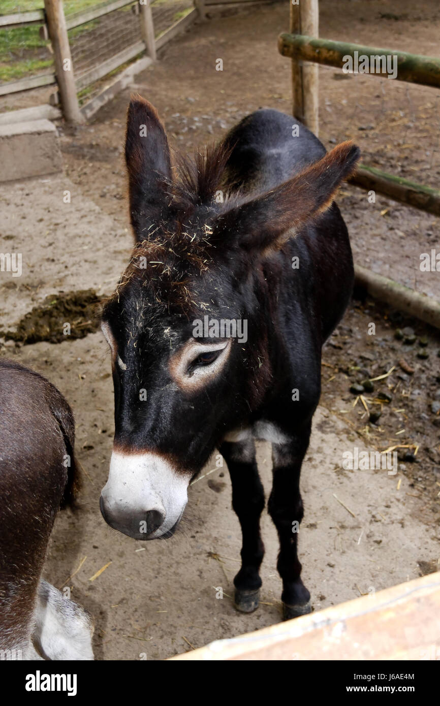 agriculture farming eye organ farm donkey mule ranch homey domestic ...