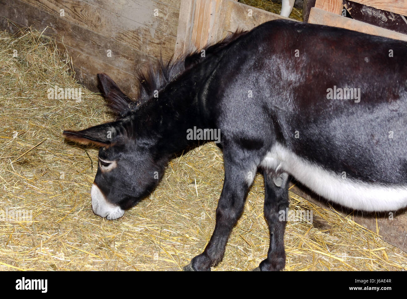 agriculture farming eye organ farm donkey mule ranch homey domestic ...