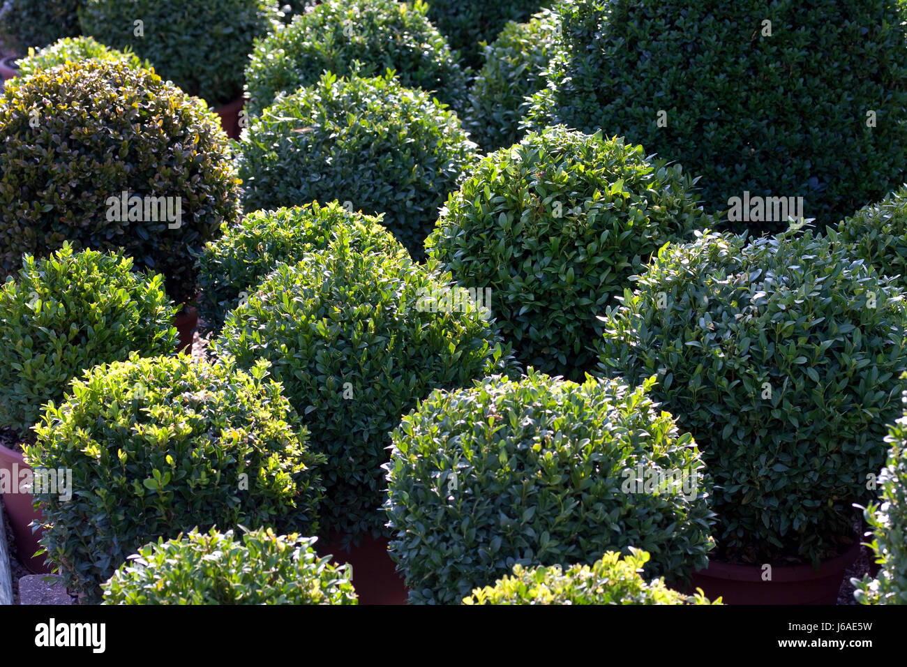 garden flora hedge well english design shaping formation shape model ...