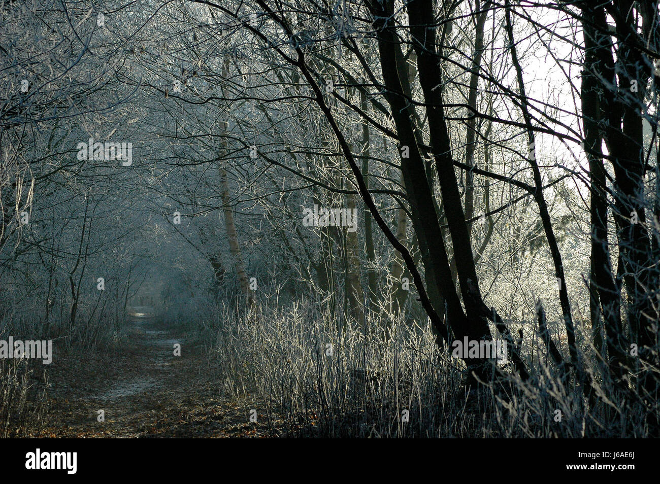 winter hoarfrost Northern Germany snow tree trees ripe fence fields ...