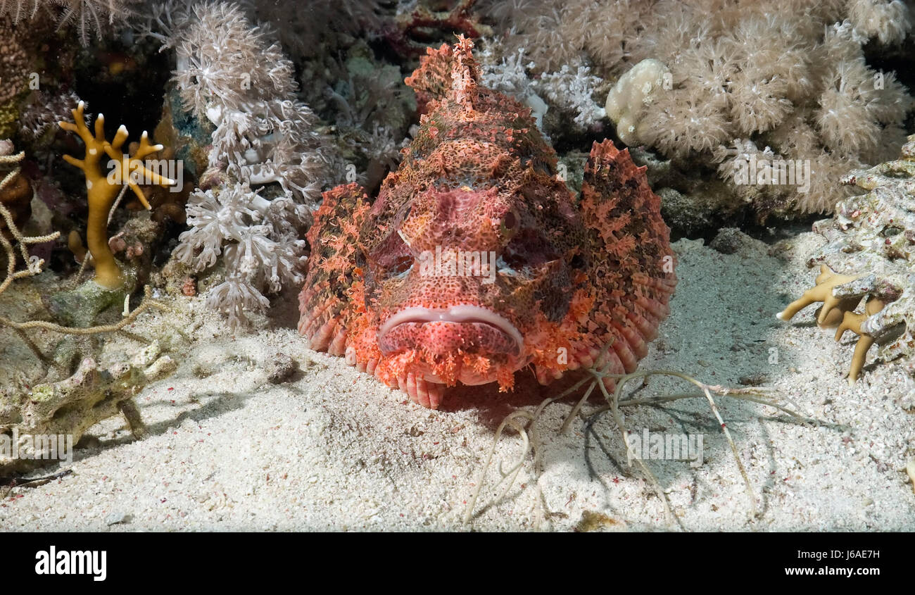 blue animal fish underwater exotic wet tropical navy marine diving ...