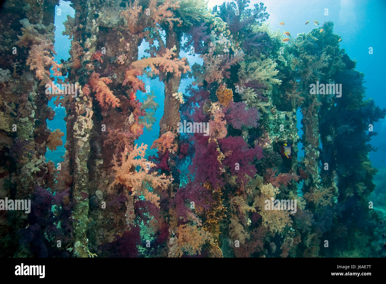 blue animal fish underwater exotic wet wreck tropical navy marine ...