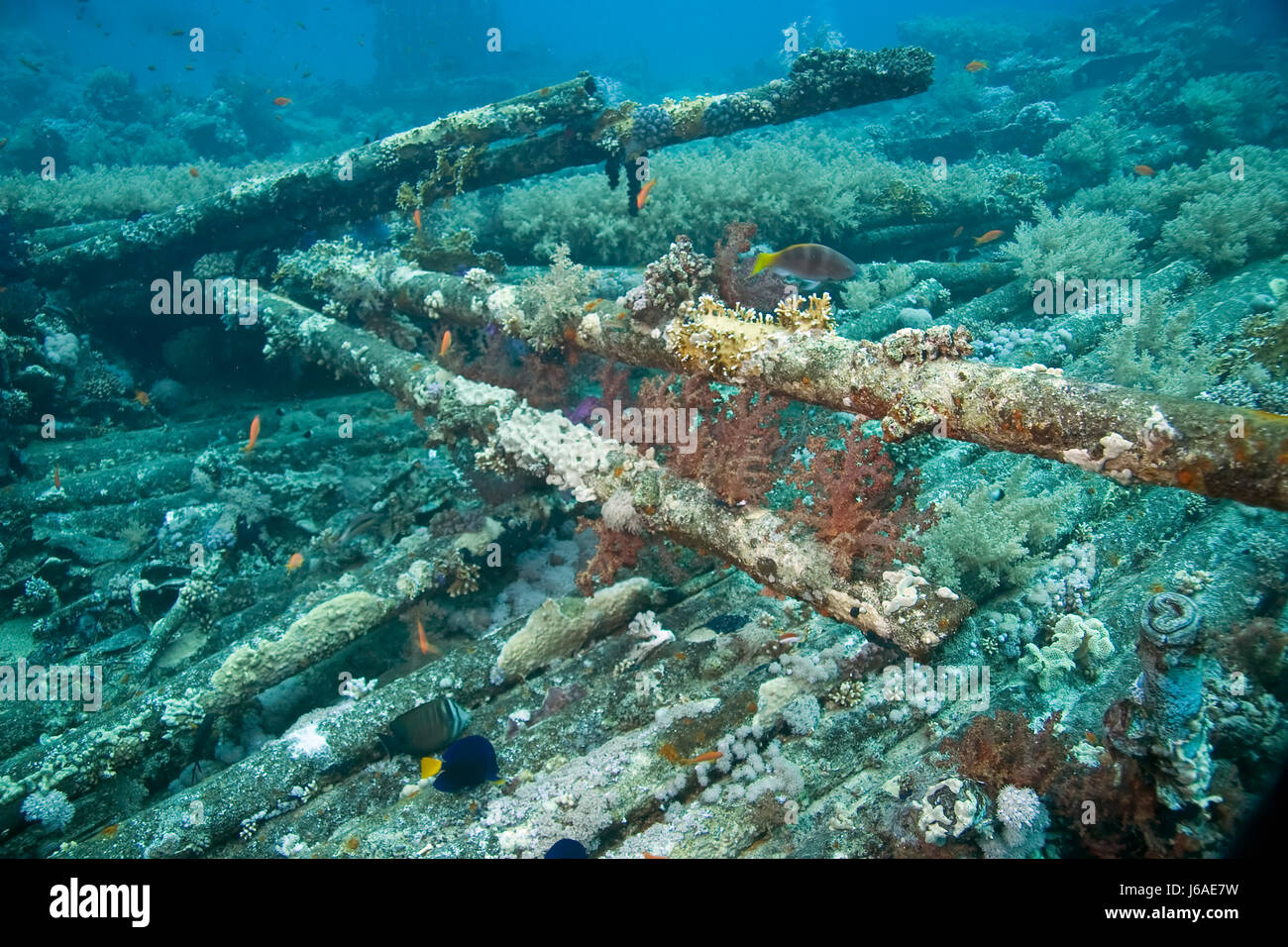 blue animal fish underwater exotic wet wreck tropical navy marine ...