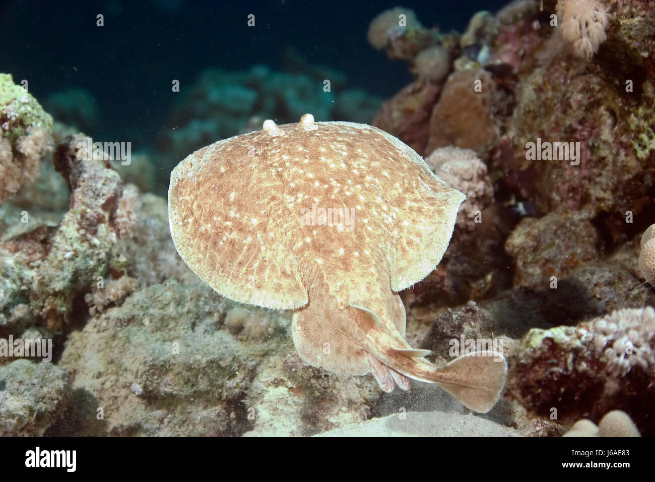 blue animal fish underwater ray exotic wet tropical navy marine diving ...