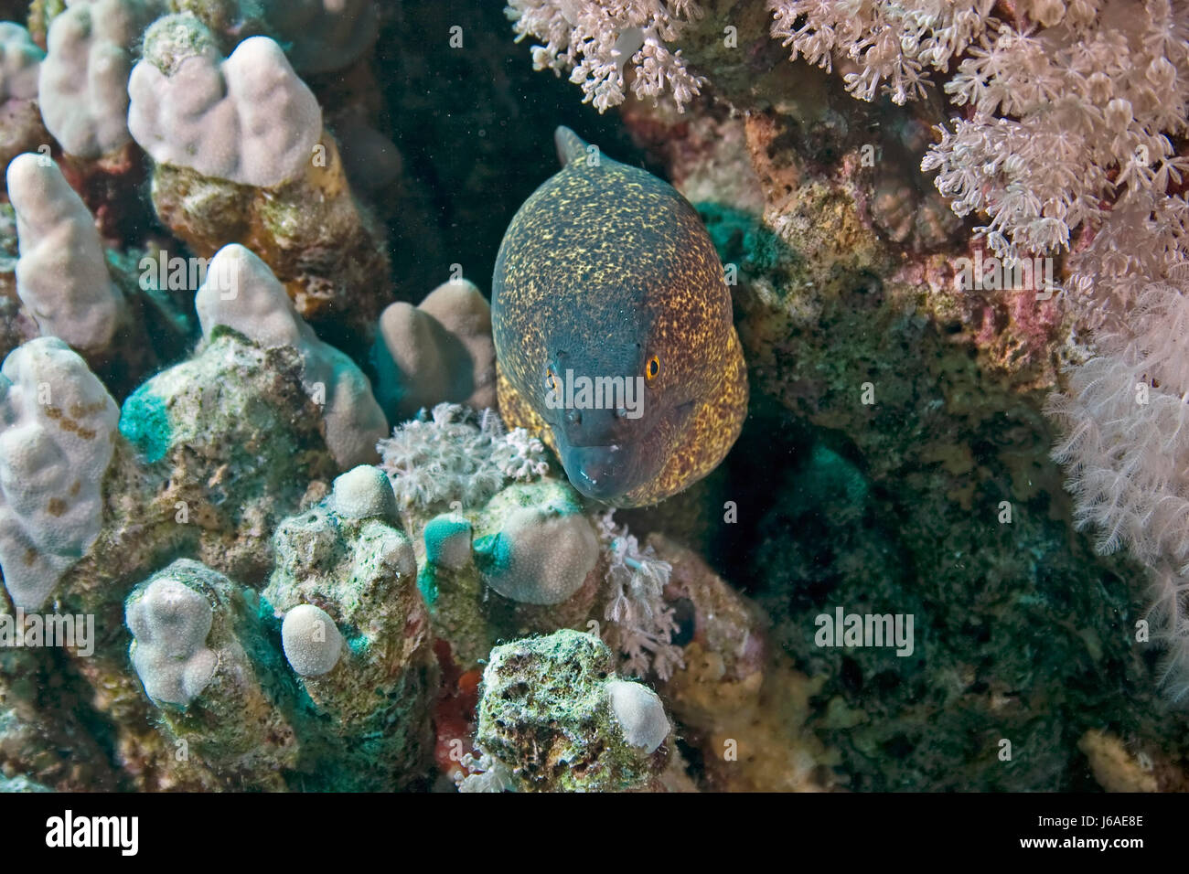blue animal fish underwater exotic wet tropical navy marine diving ...