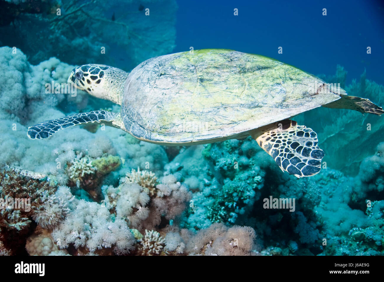 blue animal fish underwater exotic wet tropical turtle navy marine ...