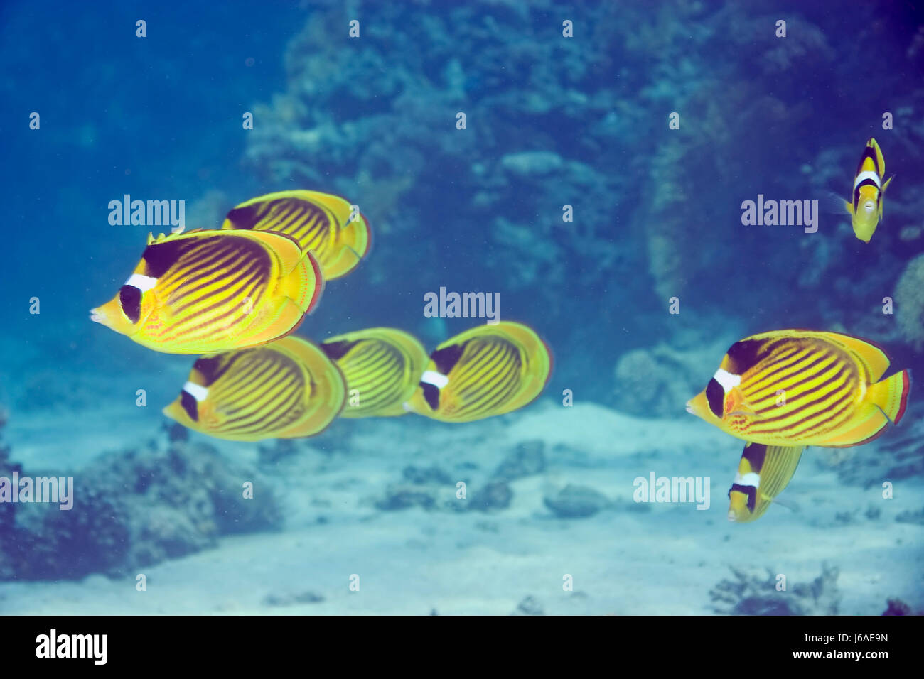 blue animal fish underwater exotic wet tropical raccoon coon navy ...