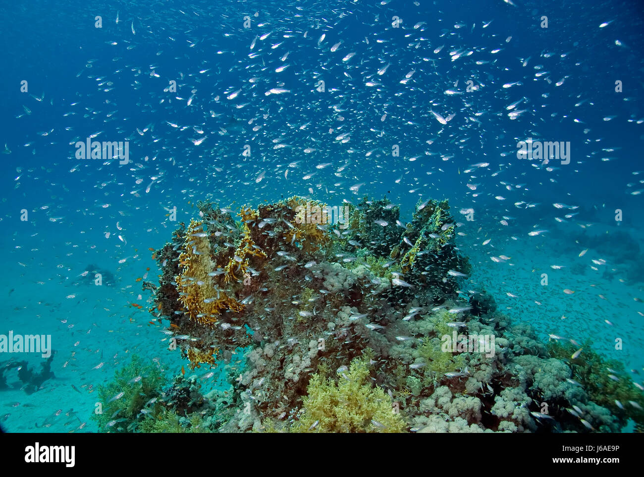 blue animal fish underwater exotic wet tropical navy marine diving ...