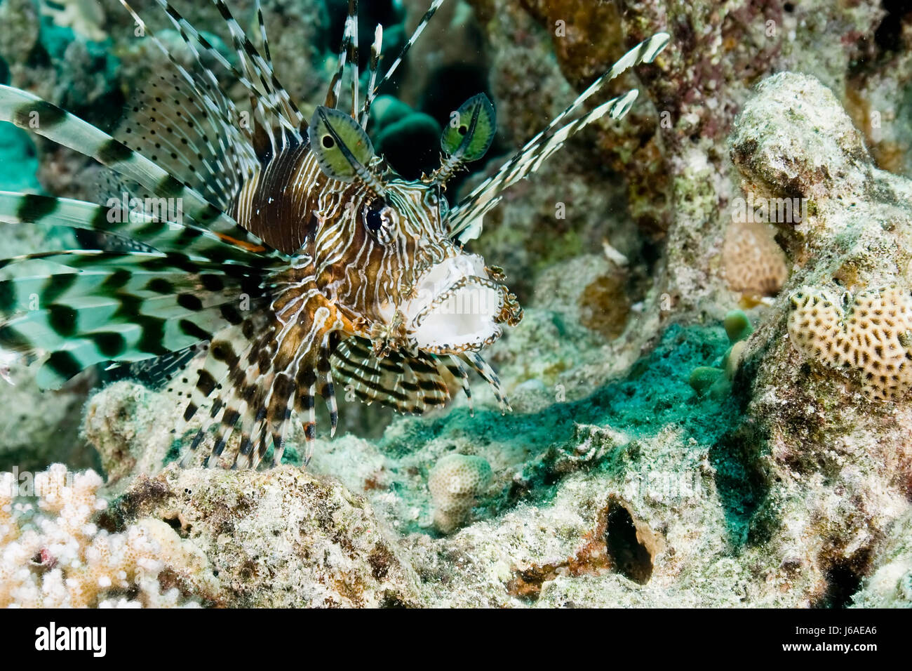 blue animal fish underwater exotic wet tropical navy marine diving ...