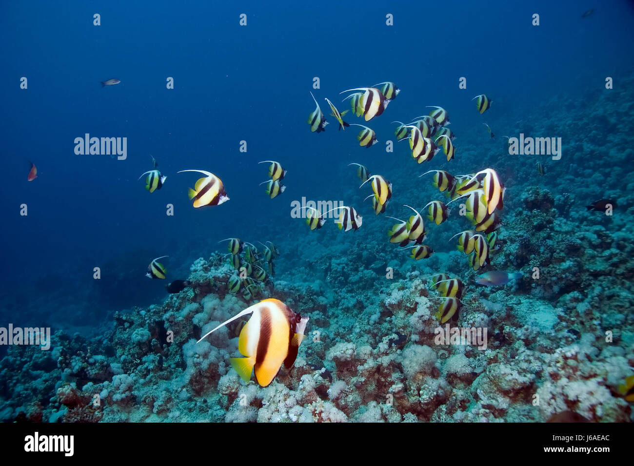 blue animal fish underwater exotic wet tropical navy marine diving ...