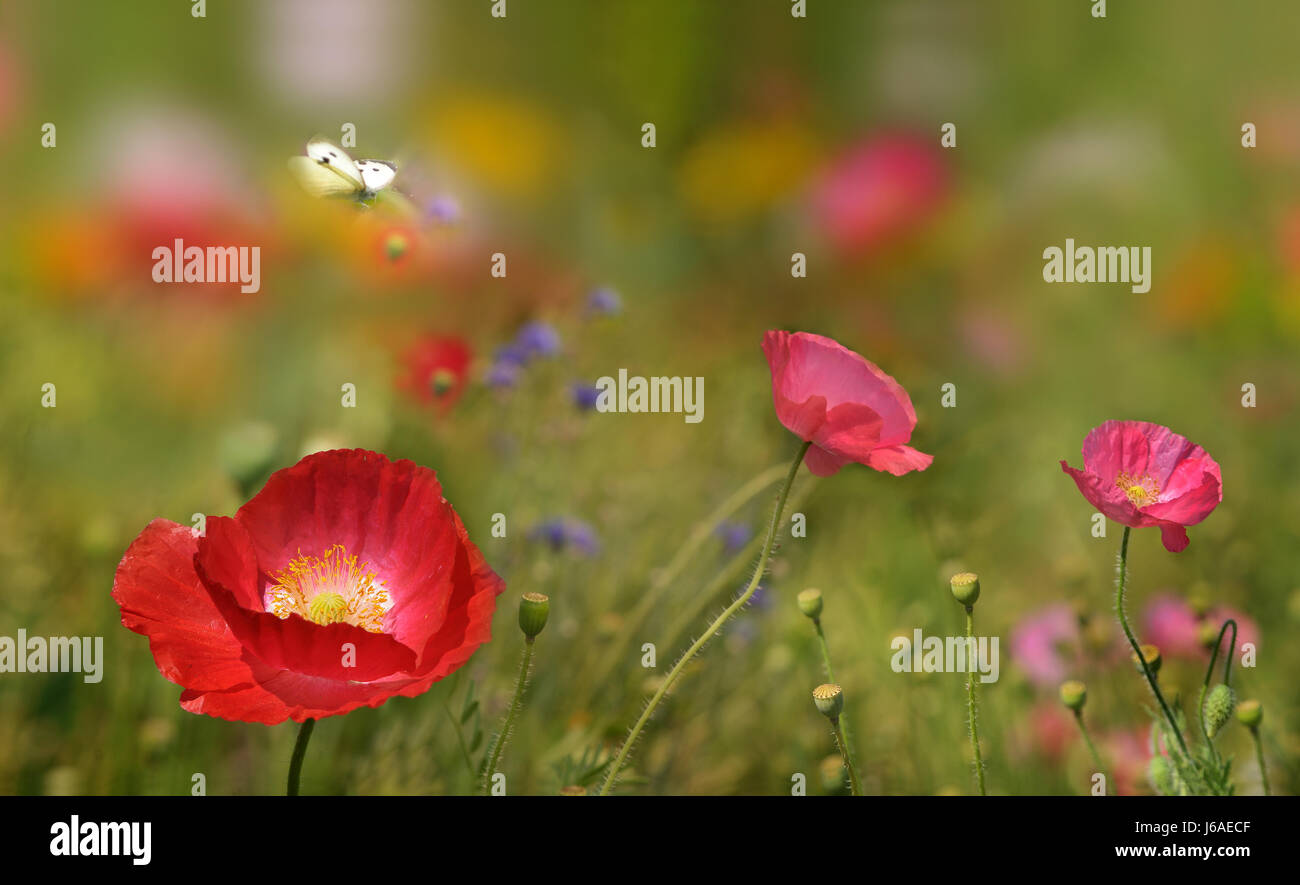 butterfly poppy meadow blue flower plant butterfly field grain poppy ...