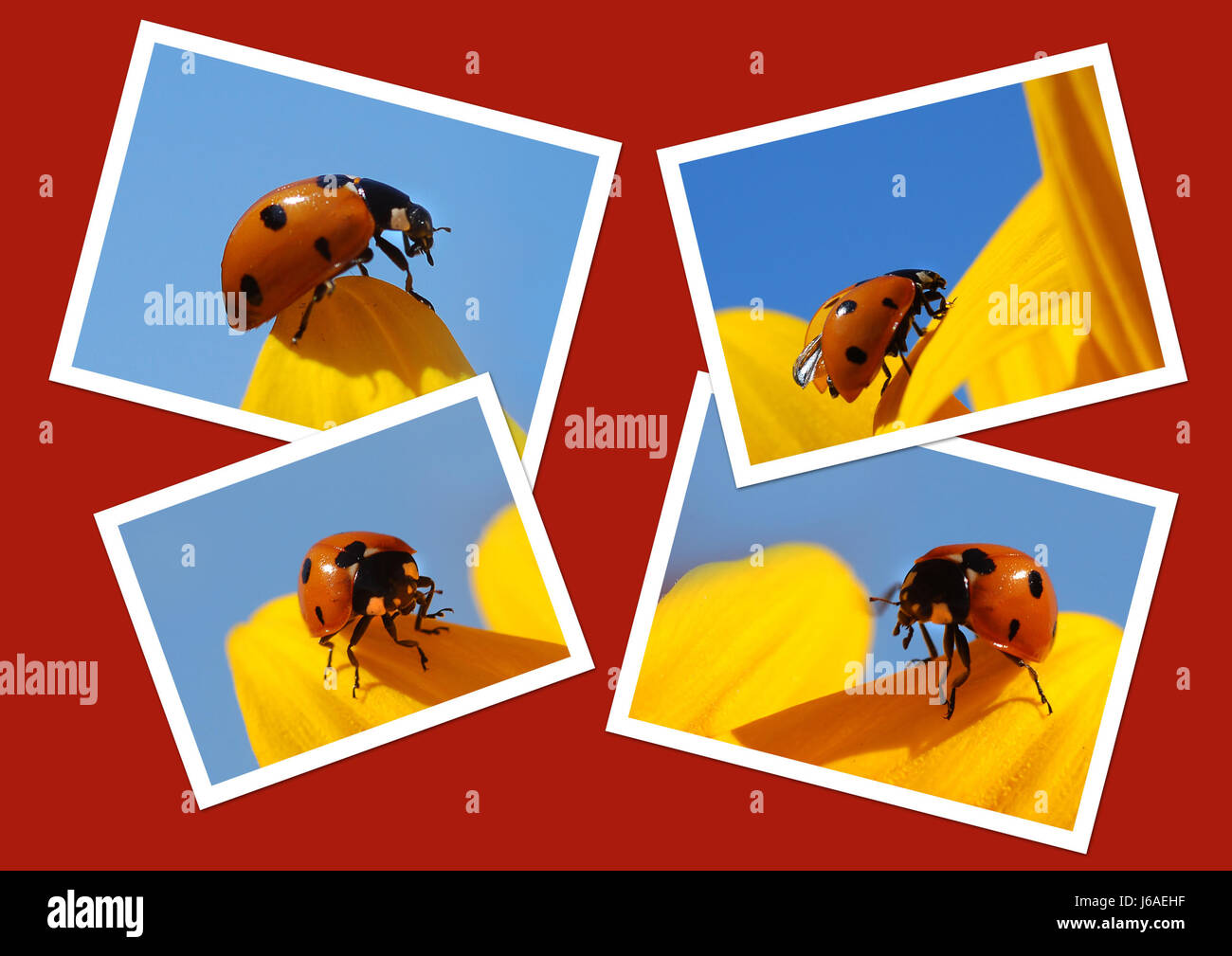 four collage red ladybug symbolic beetle four collage spotted ruddiness ...