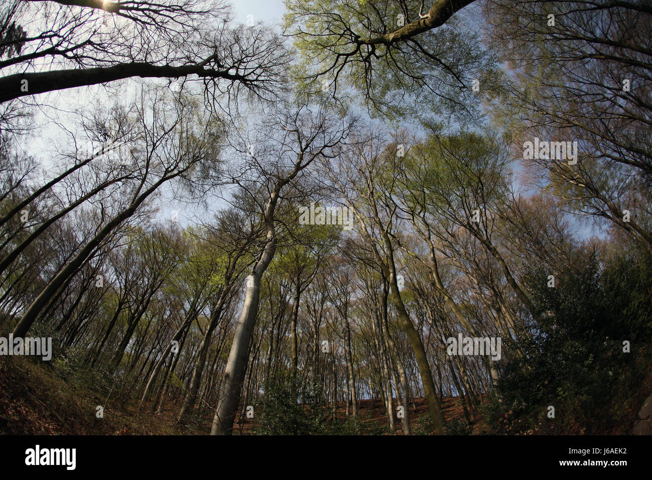 tree leaves head of a tree forest plant dizzy high pressure area nature ...