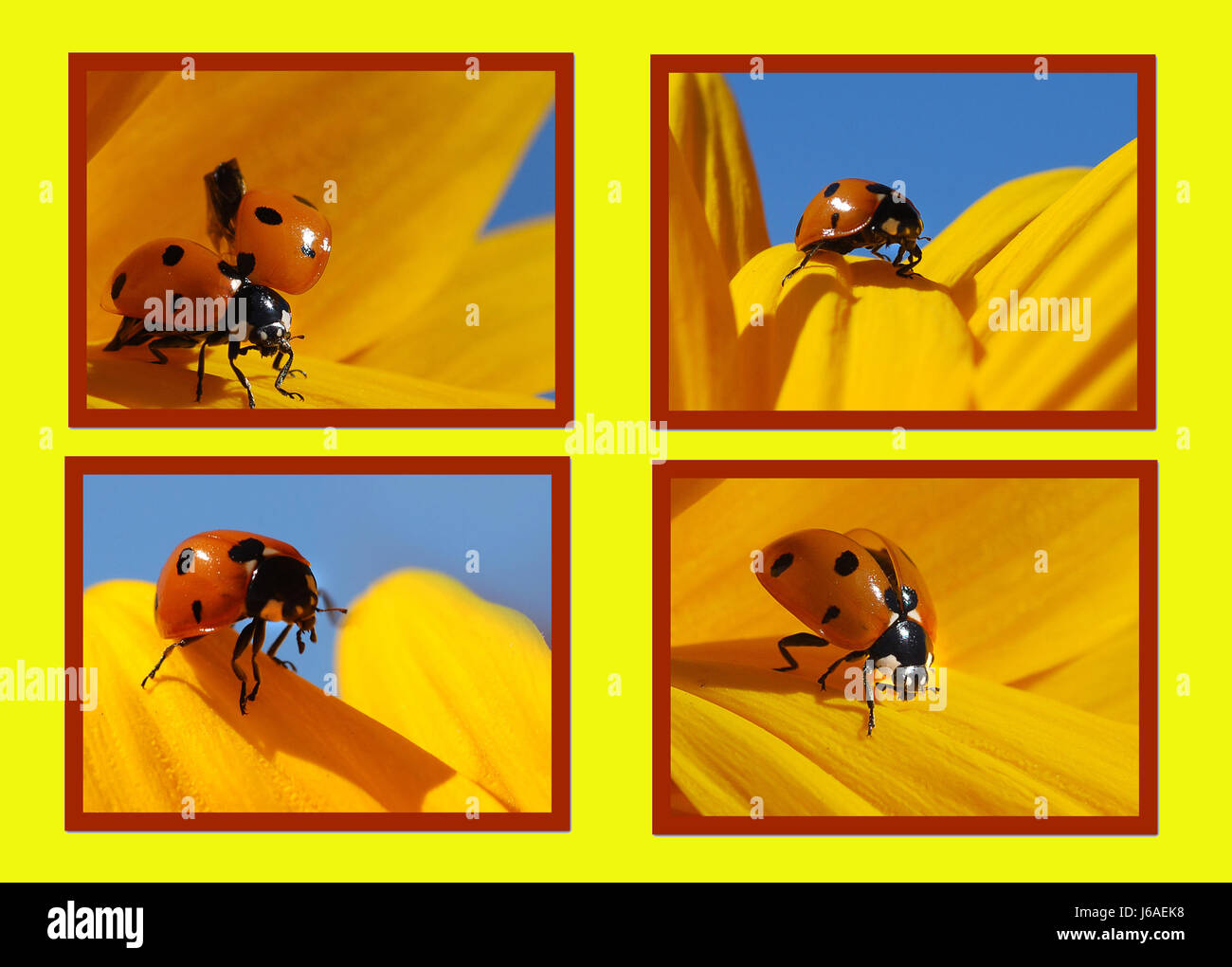 four collage ladybug symbolic beetle four photo composition collage ...