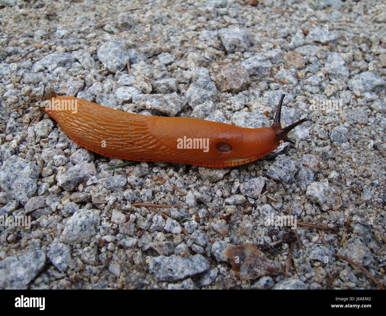 Fire snail hi-res stock photography and images - Alamy